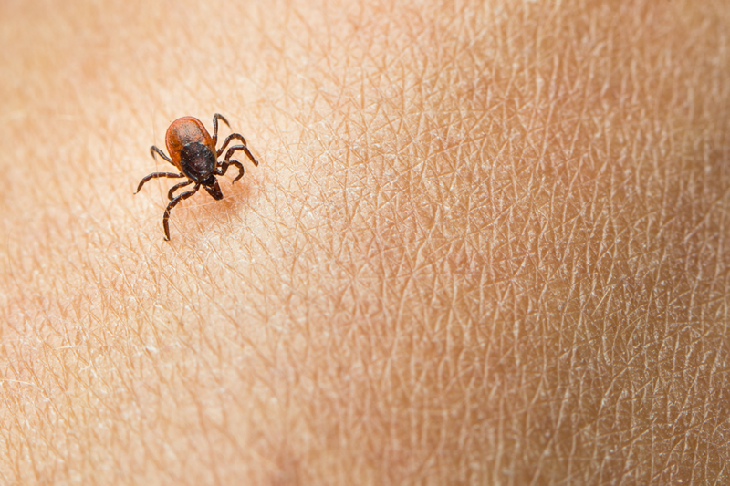 Carrapatos: conheça seu ciclo de vida e como interrompê-lo - Kelldrin